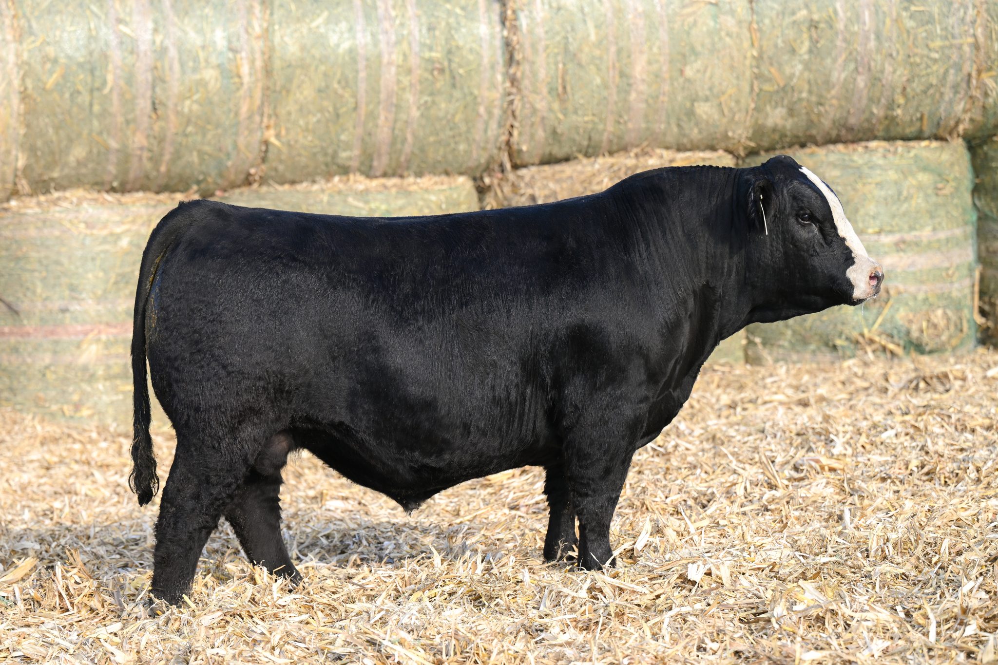 KBHR DIFFERENT DEAL K150 – 605 Sires