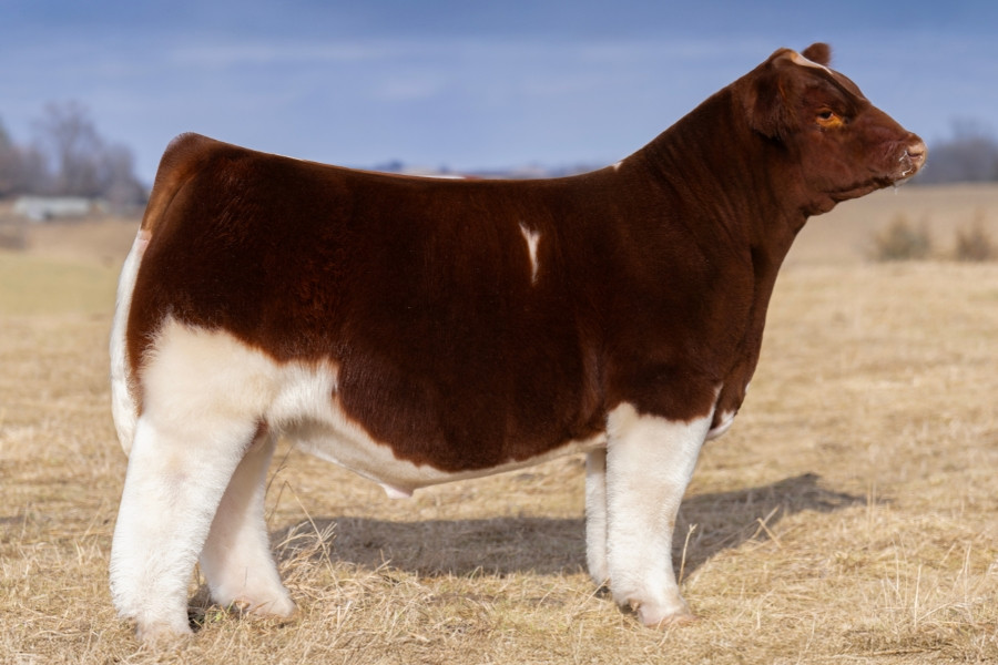 Red & White Delight – 605 Sires